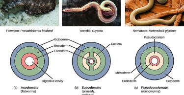 Pediaa.Com - Page 445 of 704 - Know about Anything