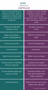 Difference Between Bone and Cartilage | Definition, Characteristics, Function
