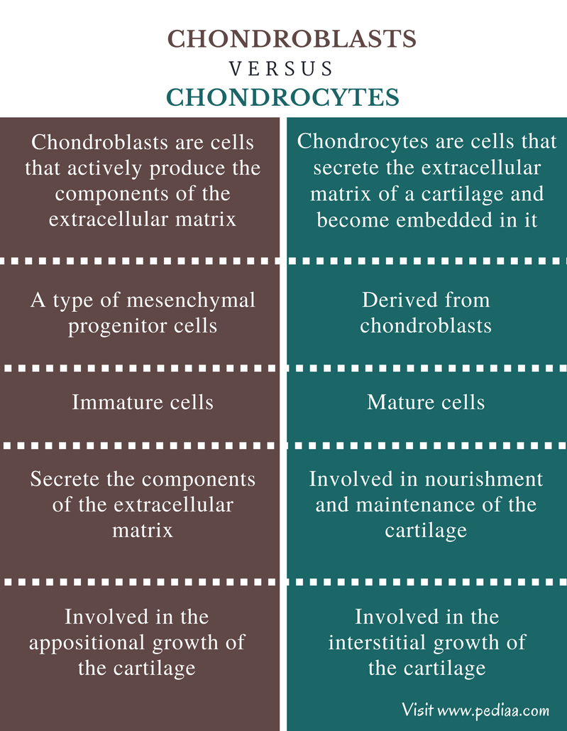 Difference Between Chondroblasts and Chondrocytes | Definition ...