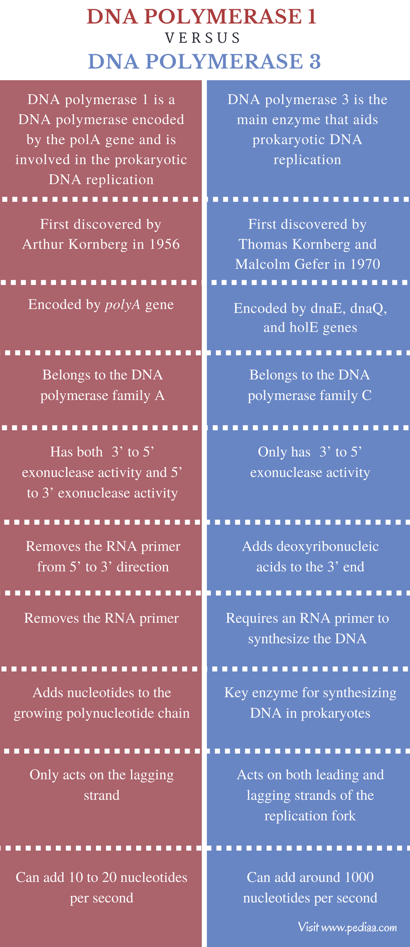 Difference Between DNA Polymerase 1 and 3 | Definition, Structure, Function, Comparison