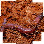 Difference Between Detritivores and Decomposers | Definition, Function ...