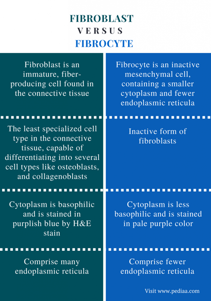 Difference Between Fibroblast and Fibrocyte | Definition, Features ...
