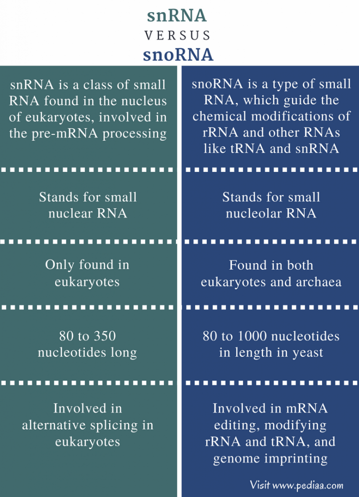 Difference Between snRNA and snoRNA | Definition, Features, Function