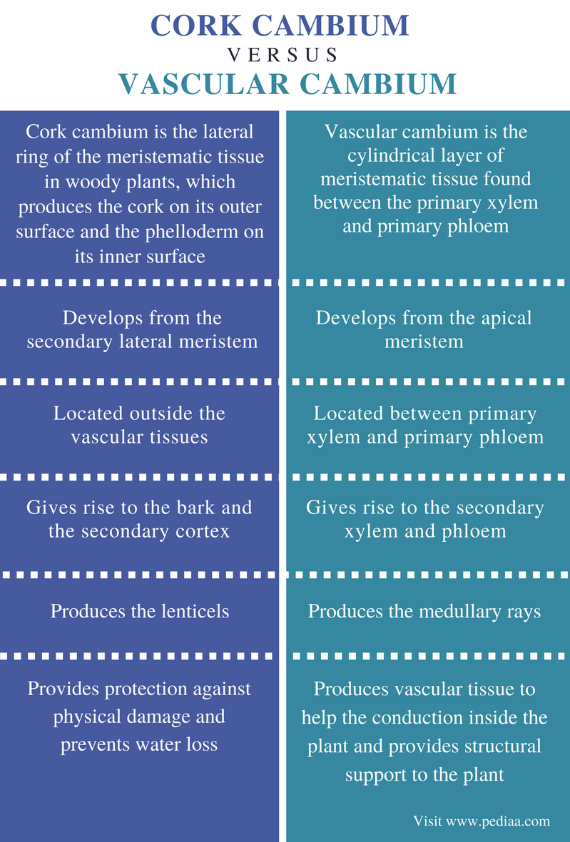 Difference Between Cork Cambium and Vascular Cambium | Definition ...