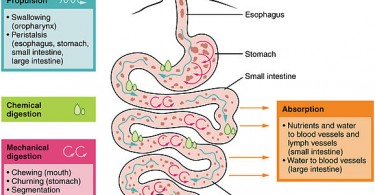 Pediaa.Com - Page 420 of 689 - Know about Anything