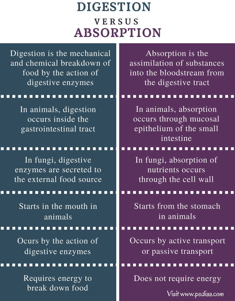 Difference Between Digestion and Absorption | Definition ...