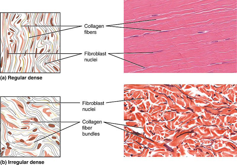 Difference Between Loose And Dense Connective Tissue Definition