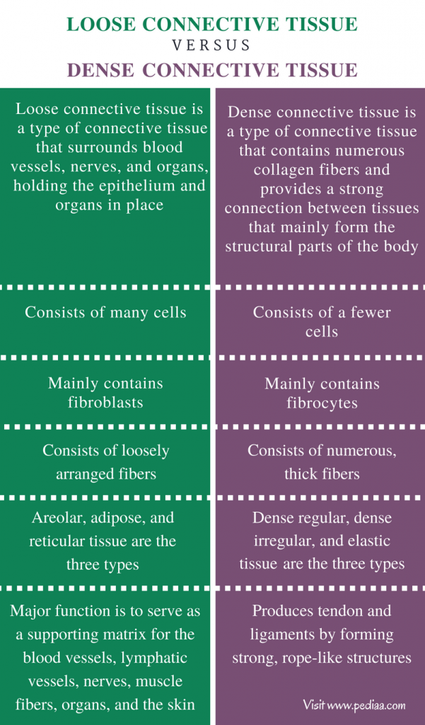 Difference Between Loose And Dense Connective Tissue Definition