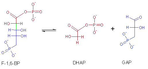 Difference Between Lyases and Ligases | Definition, Properties, Functions