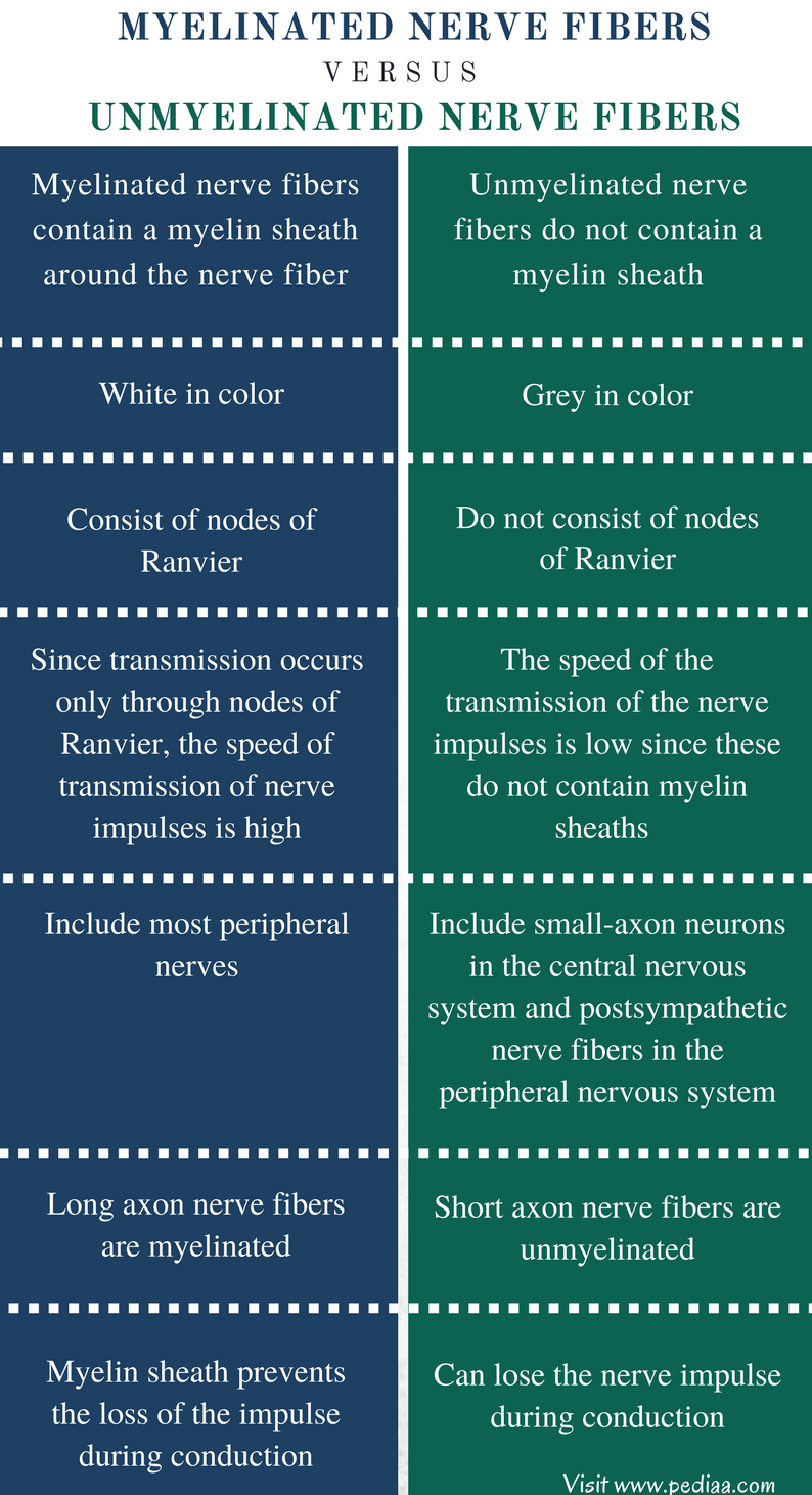 Difference Between Myelinated and Unmyelinated Nerve Fibers ...