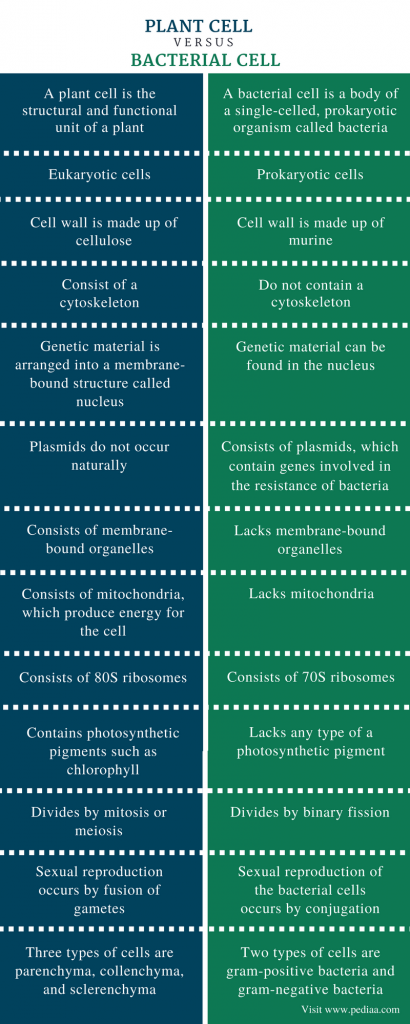 Difference Between Plant Cell and Bacterial Cell | Definition, Characteristics, Role ...