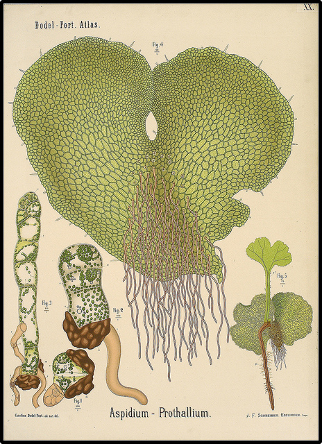 Difference Between Protonema and Prothallus | Definition ...
