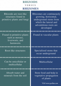Difference Between Rhizoids and Rhizomes | Definition, Characteristics ...