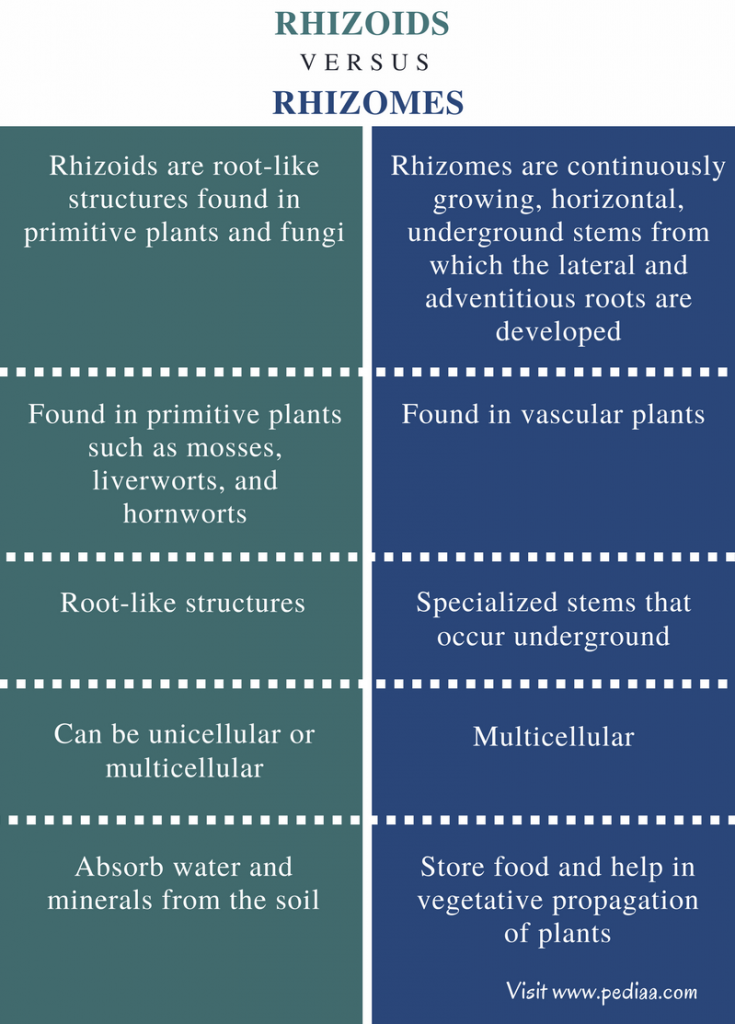 Difference Between Rhizoids and Rhizomes | Definition, Characteristics, Function