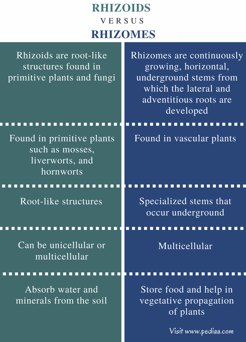 Difference Between Rhizoids And Rhizomes Definition Characteristics Function