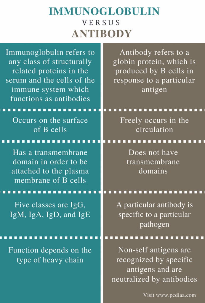 Difference Between Immunoglobulin and Antibody | Definition, Structure ...