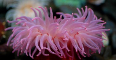 Pediaa.Com - Page 413 of 690 - Know about Anything