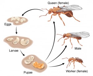 Difference Between Complete and Incomplete Metamorphosis | Definition ...