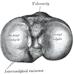 Difference Between Condyle and Epicondyle | Definition, Anatomy, Function
