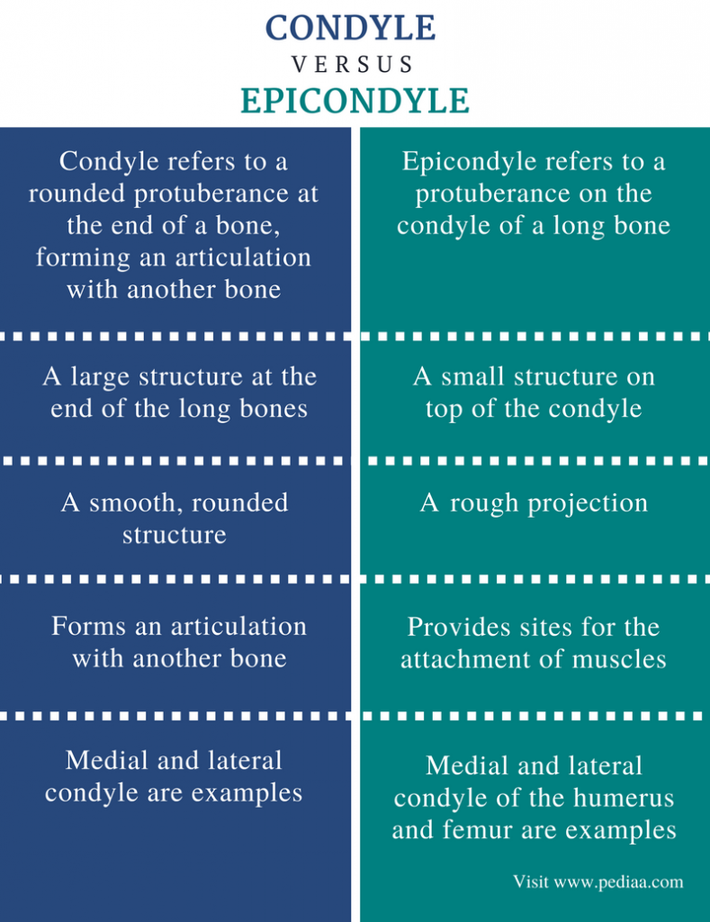 Difference Between Condyle and Epicondyle | Definition, Anatomy, Function