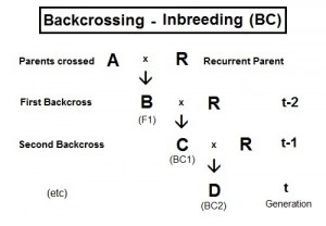 Difference Between Inbreeding and Interbreeding | Definition, Selfing ...