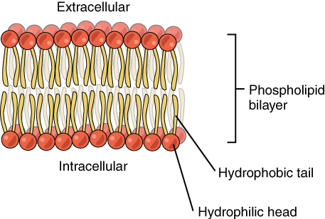 Difference Between Lipids And Fats Definition Types Characteristics