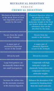 Difference Between Mechanical and Chemical Digestion | Definition ...
