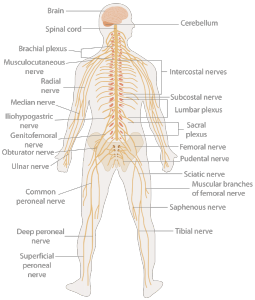 Difference Between Nerve and Vein | Definition, Composition, Types ...