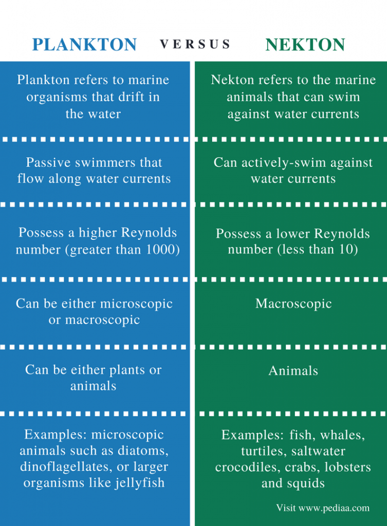 Difference Between Plankton and Nekton | Definition, Characteristics ...