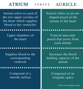 Difference Between Atrium and Auricle | Definition, Anatomy, Physiology ...