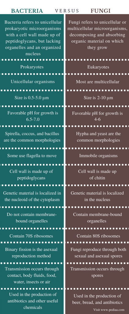 Difference Between Bacteria and Fungi | Definition, Features ... Difference Between Bacteria and Fungi | Definition, Features ...