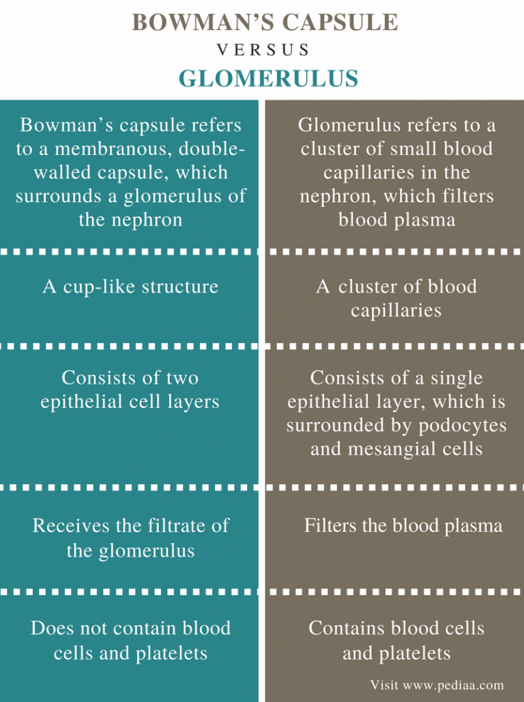 Difference Between Bowman’s Capsule and Glomerulus | Definition ...