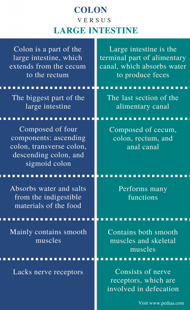 Difference Between Colon and Large Intestine | Definition, Anatomy ... Difference Between Colon and Large Intestine | Definition, Anatomy ...