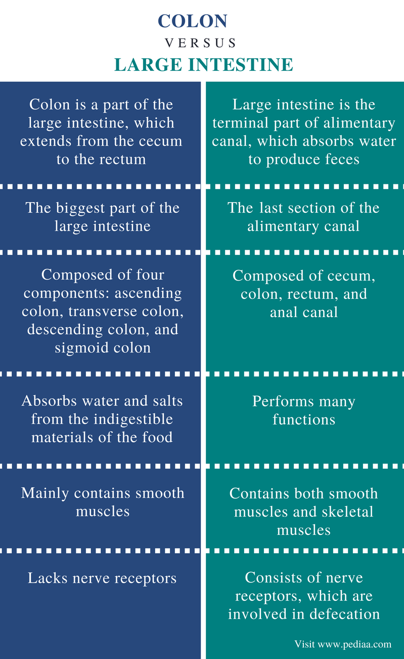 Difference Between Colon And Large Intestine Definition Anatomy