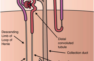 Science Archives - Page 167 of 285 - Pediaa.Com
