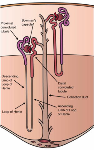 Difference Between Cortical Nephron And Juxtamedullary Nephron