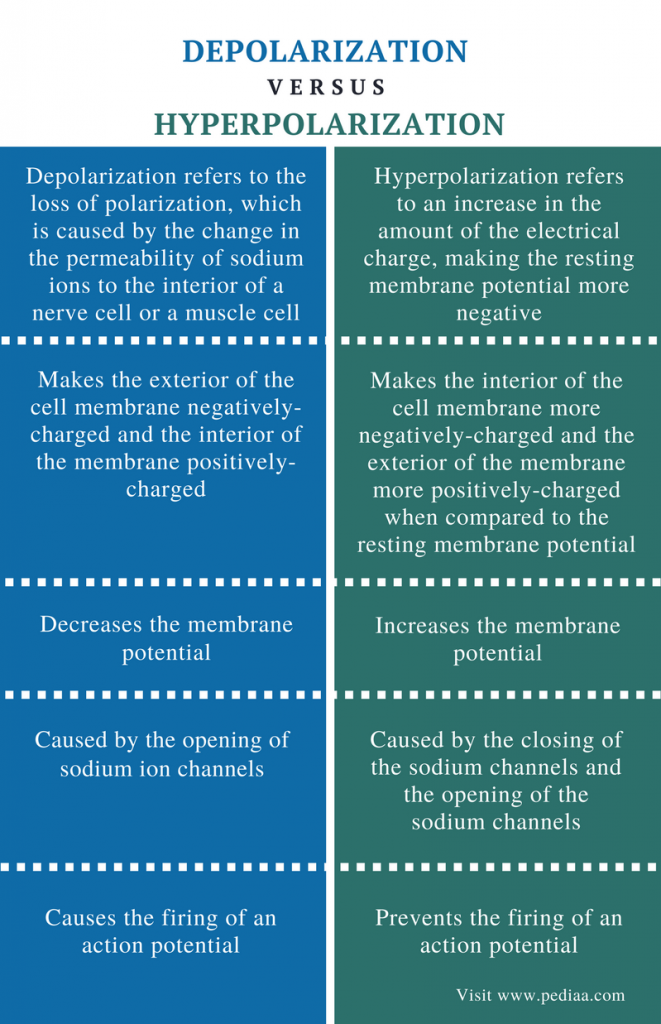 Difference Between Depolarization and Hyperpolarization | Definition ...
