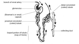 Difference Between Liver and Kidney | Definition, Anatomy, Physiology