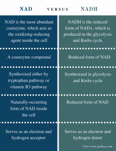 Difference Between NAD and NADH | Definition, Synthesis, Role, Similarities