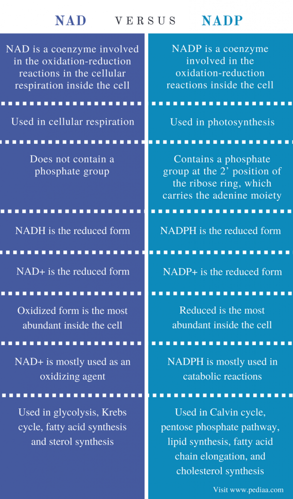 Difference Between NAD and NADP – Pediaa.Com Difference Between NAD and NADP – Pediaa.Com