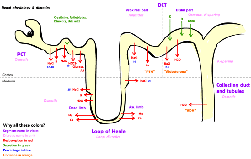 Difference Between PCT And DCT Definition Reabsorption Secretion Difference Between PCT And DCT Definition Reabsorption Secretion