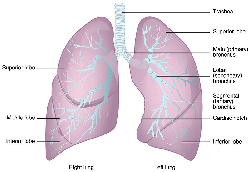 Difference Between Right And Left Lung Definition Location