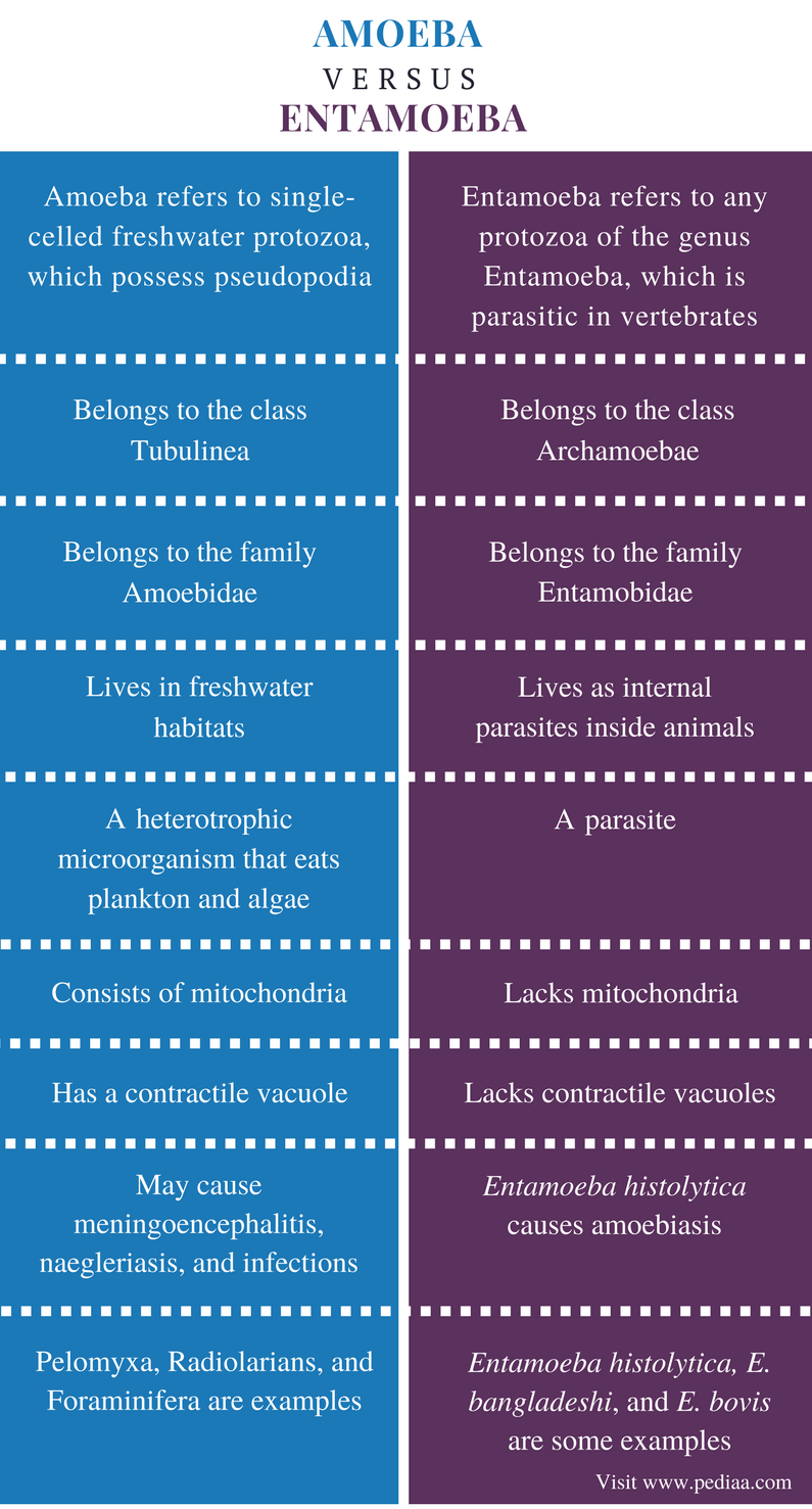Difference Between Amoeba and Entamoeba | Definition, Habitat, Features ...