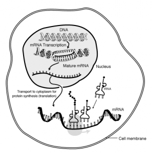 Difference Between DNA and mRNA | Definition, Structure, Function