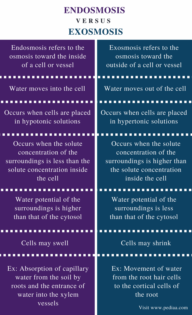 Difference Between Endosmosis and Exosmosis | Definition, Mechanism ... Difference Between Endosmosis and Exosmosis | Definition, Mechanism ...