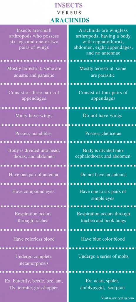 Diferencia entre Insectos y Arácnidos | Definición, Características ...