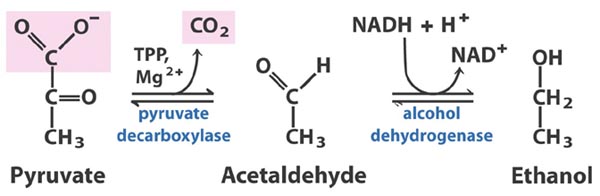 Difference Between Lactic Acid And Alcoholic Fermentation Definition