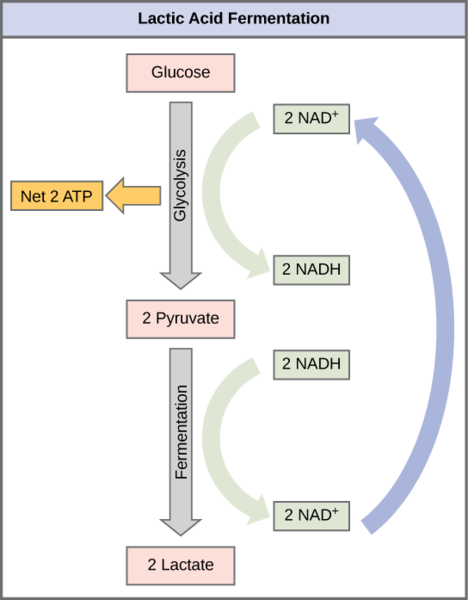 Difference Between Lactic Acid And Alcoholic Fermentation Definition