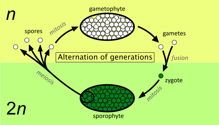 Difference Between Metagenesis and Metamorphosis | Definition, Stages ...