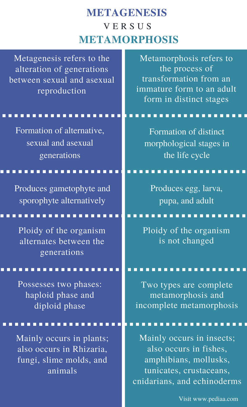 Difference Between Metagenesis and Metamorphosis | Definition, Stages ...